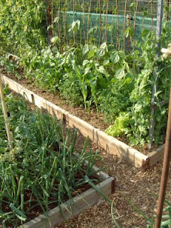 Growing Oca: Introduction & 2008 Growing Season