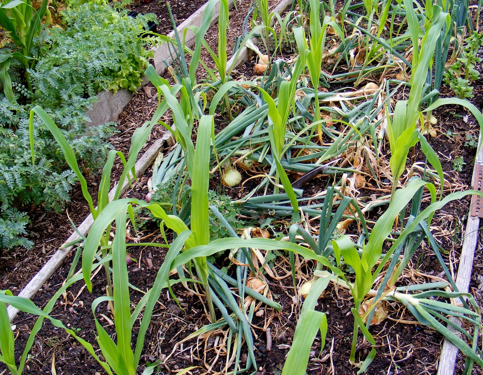 Growing Oca: Introduction & 2008 Growing Season