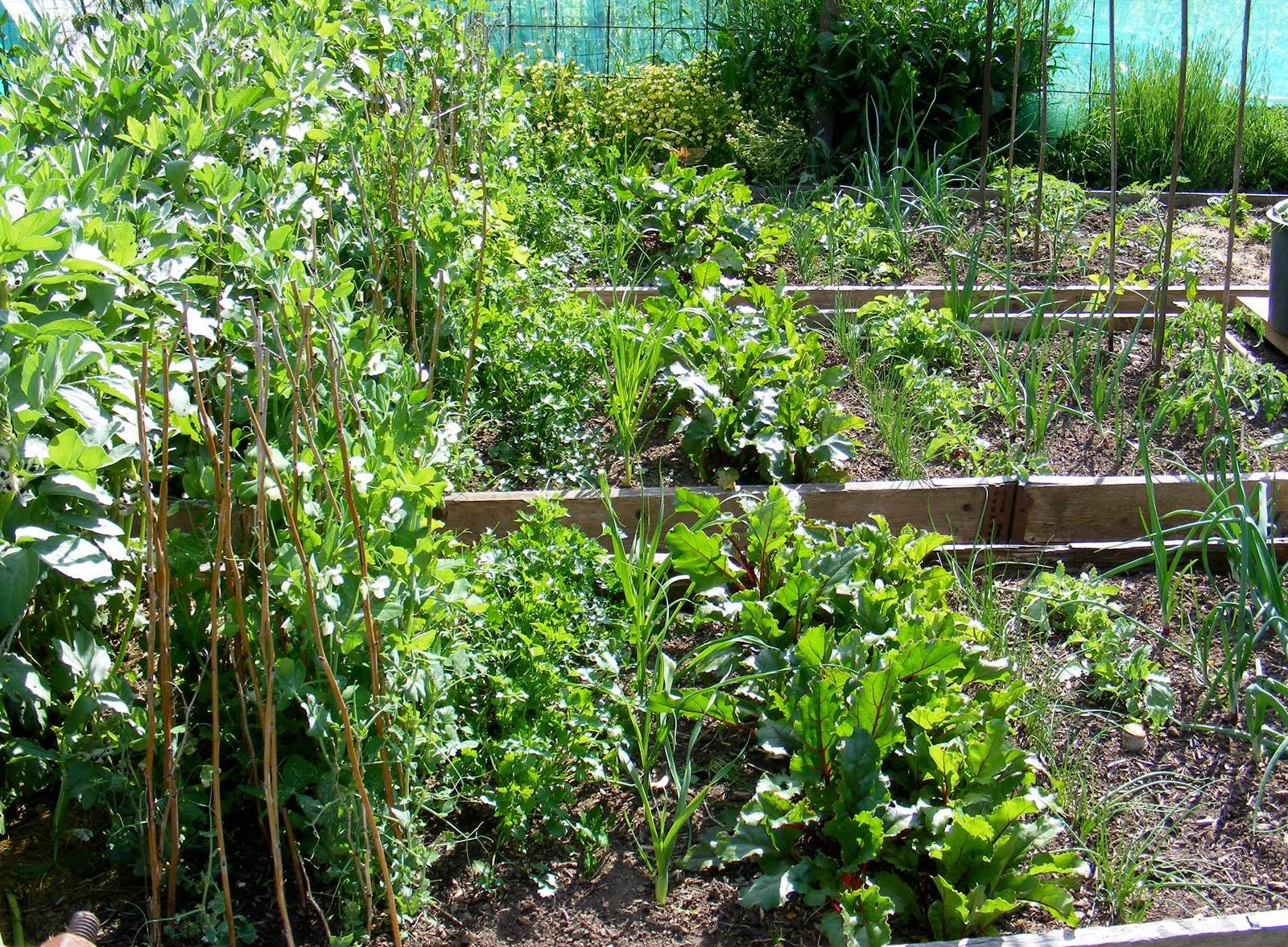 Growing Oca: Oca Post-crop Allelopathy Trial