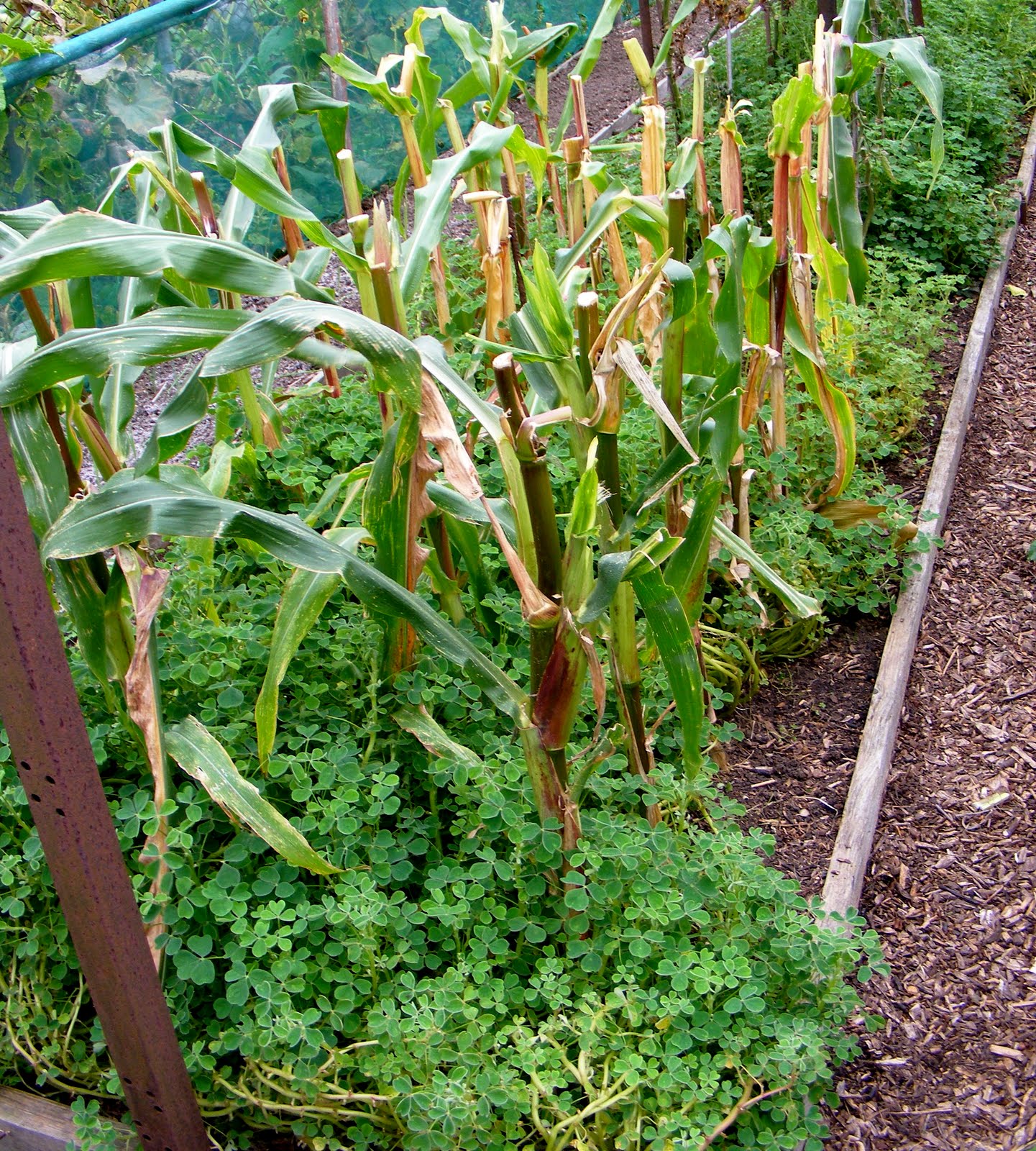 Growing Oca: Oca / Sweetcorn Bicrop