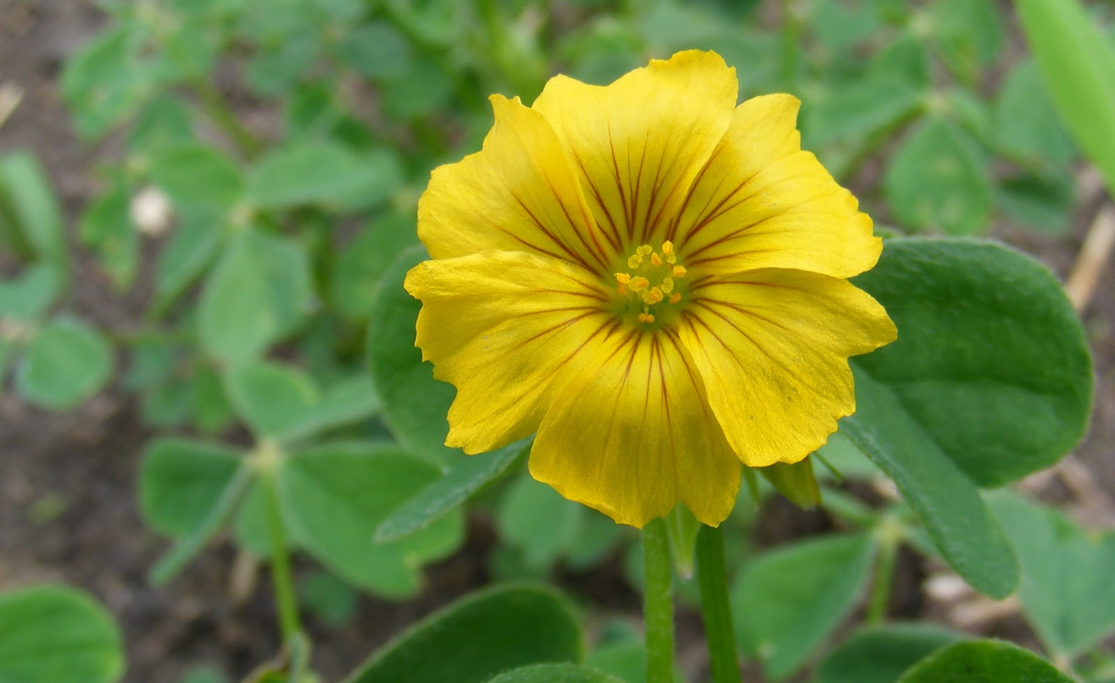 Growing Oca: The Flowering of Oca