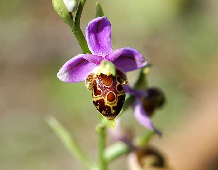 Orchids of Greece: Ophrys schlechteriana