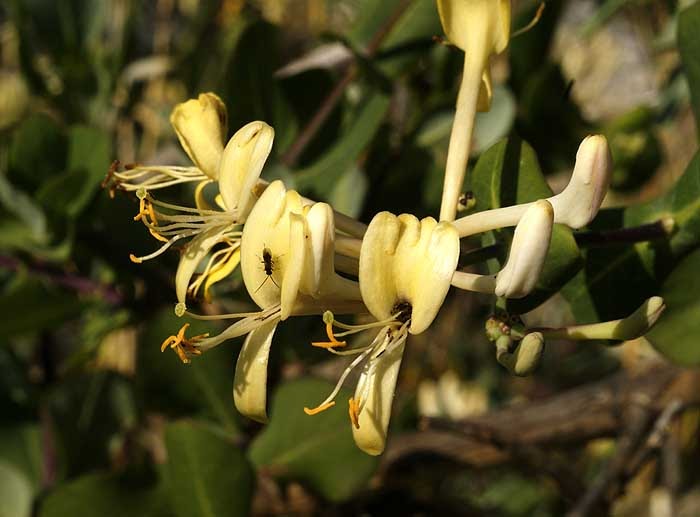 Flora Attica: Lonicera etrusca