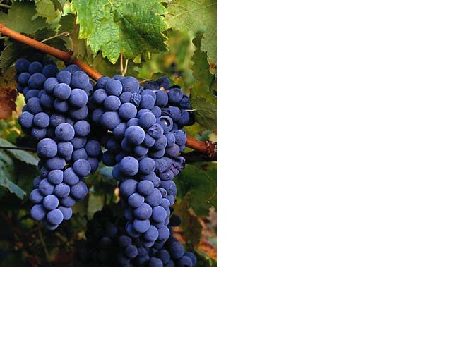 tecnologiciencia: que es el proceso productivo del vino