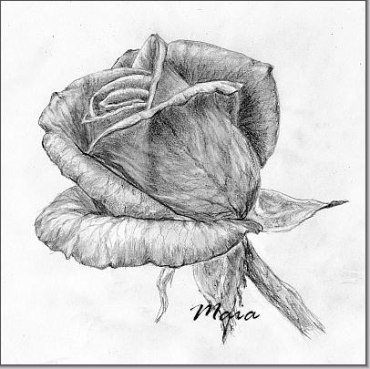 Shading the rose - rose drawing part 2