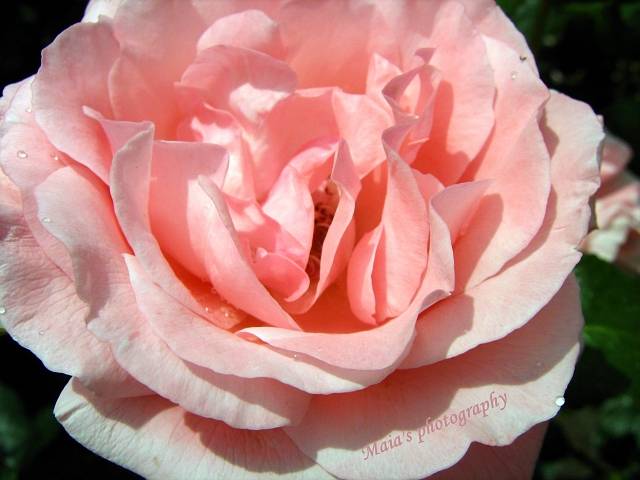 Rose-Roses-macro photography