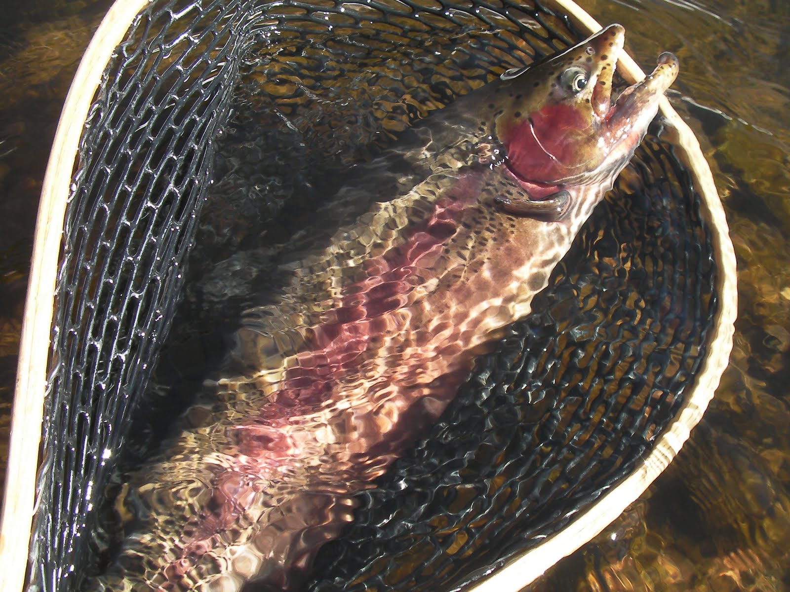 Frying Pan River Fly Fishing