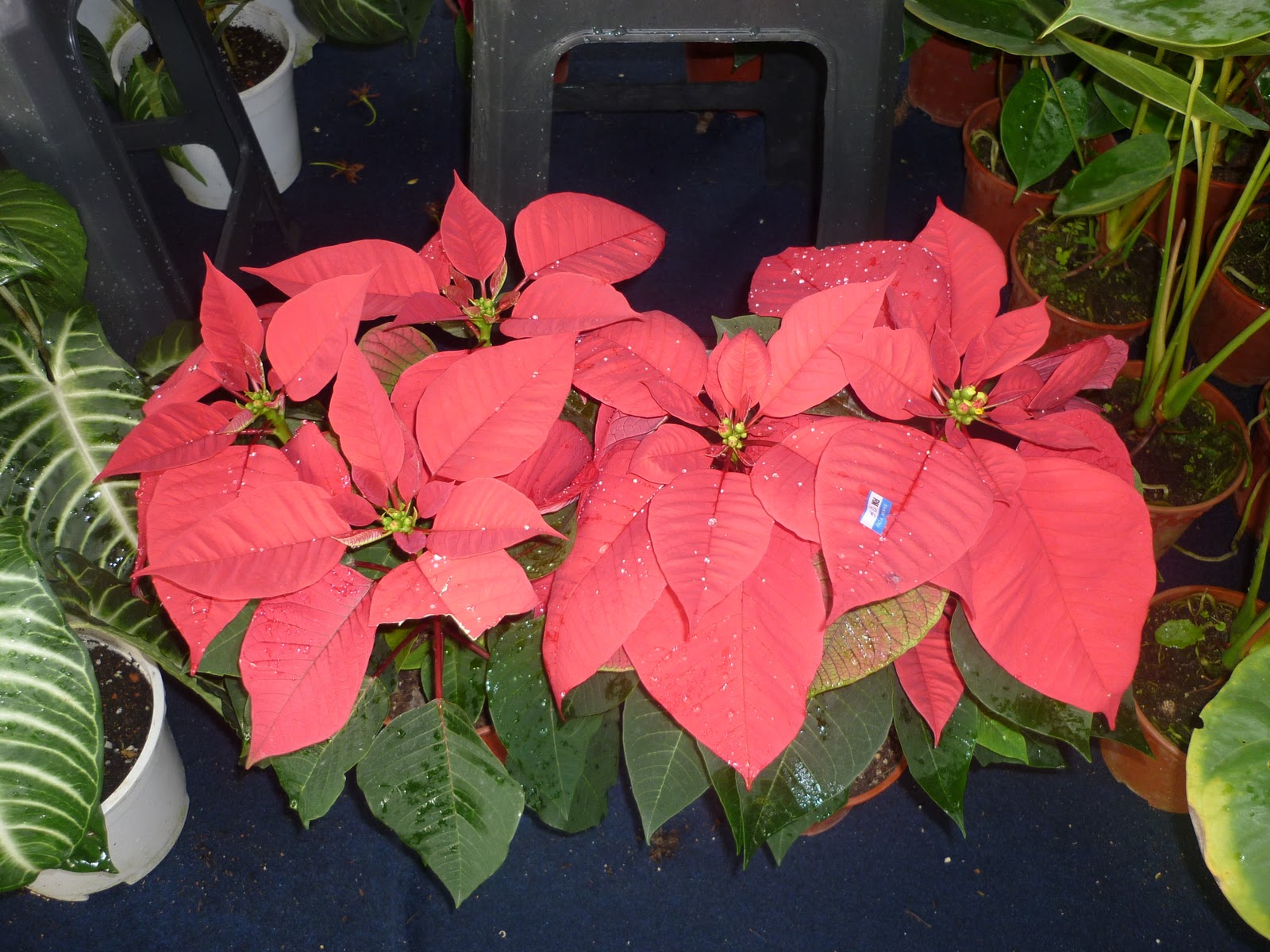 Lana~Bulu: Pokok Pak Ngah