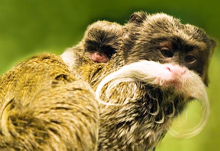 Big Daily Dose: Daily Dose of Monkey Mustaches