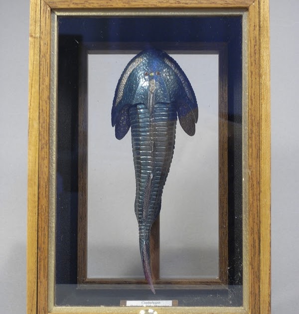 Hirokazu Tokugawa's Paleo Sculpture: Cephalaspis