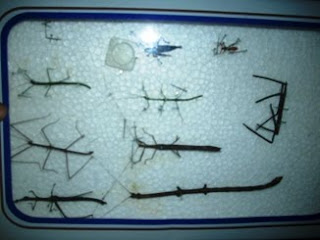 Clasificación de insectos recolectados en la practica