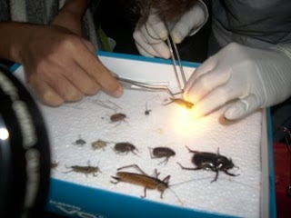 Clasificación de insectos recolectados en la practica