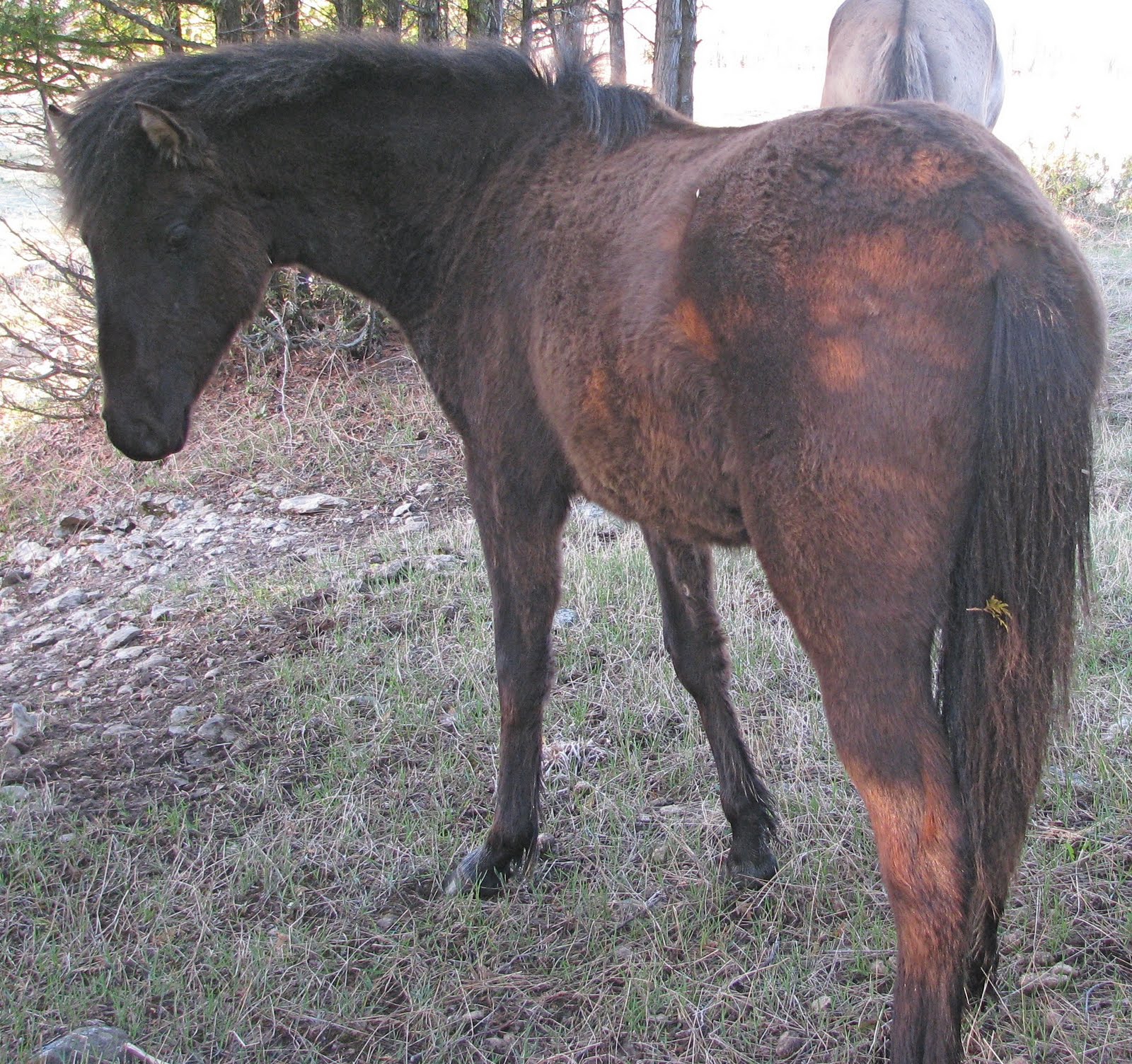 Journal of Ravenseyrie: Documenting Altamiro's Offspring / Fada