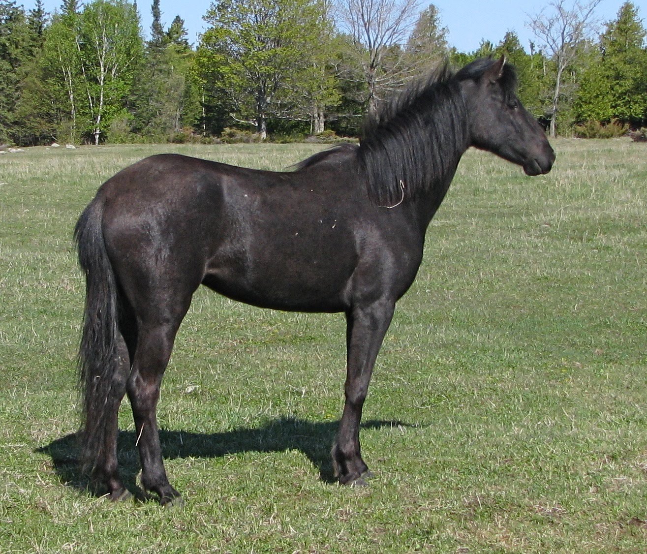 Journal of Ravenseyrie: Documenting Altamiro's Offspring / Fada