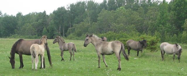 Journal of Ravenseyrie: The Complicated Mystery of Mouse Dun in ...