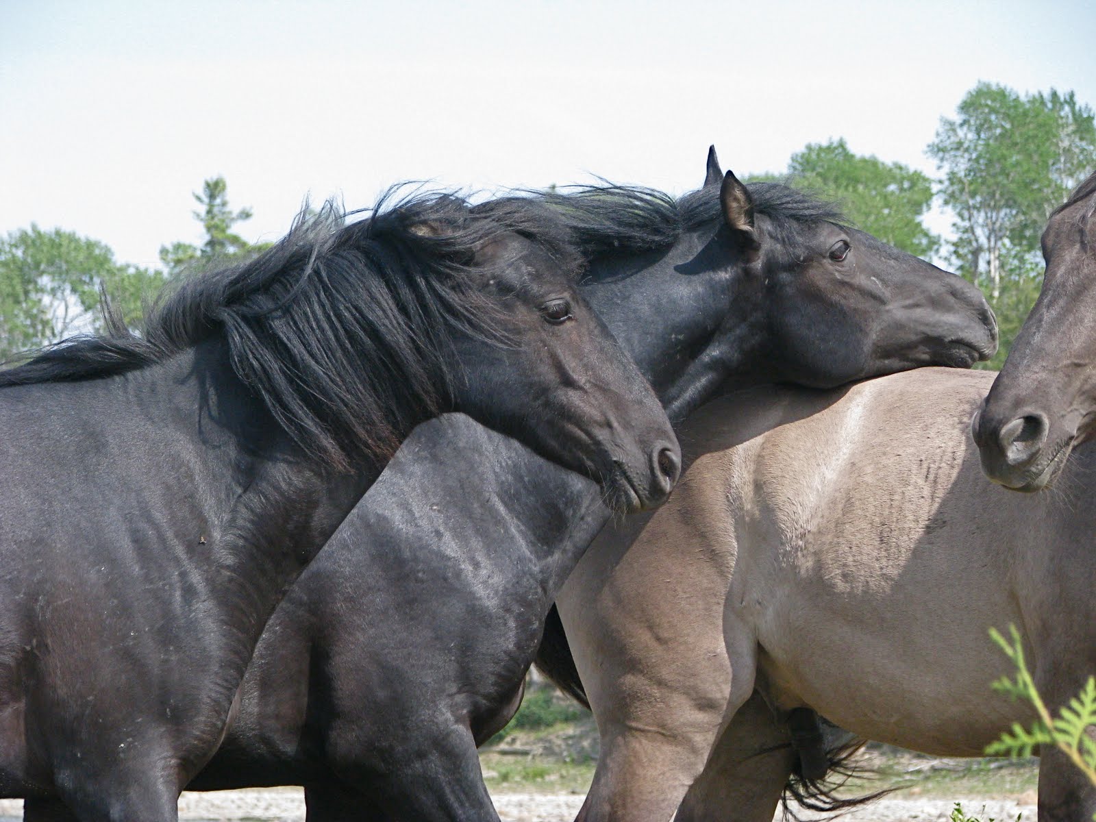 Journal of Ravenseyrie: Documenting Altamiro's Offspring / Fada