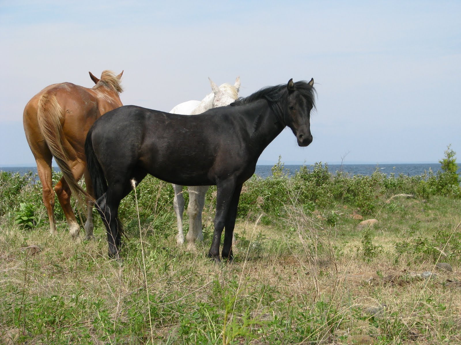 Journal of Ravenseyrie: Documenting Altamiro's Offspring / Fada