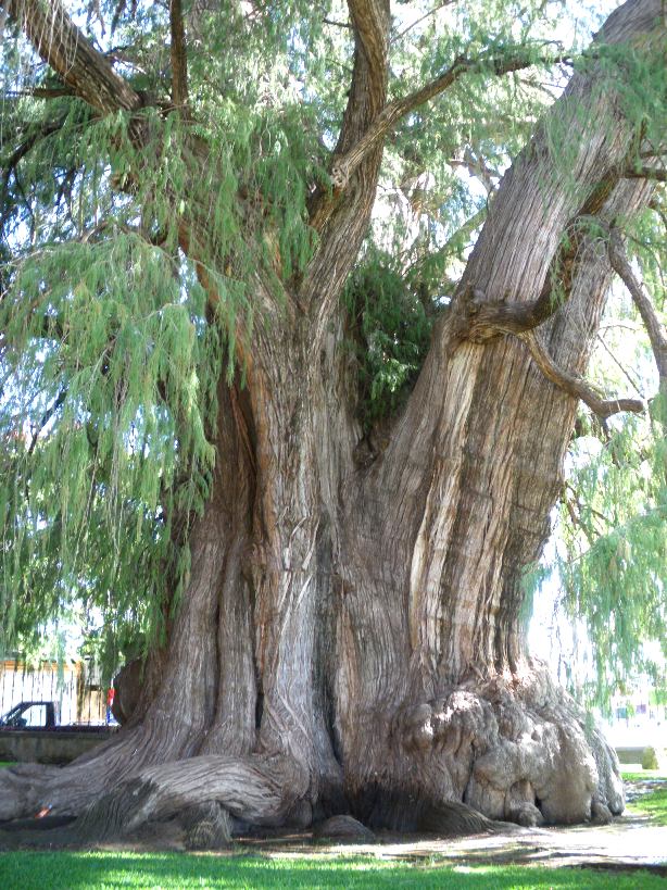 Besos de Árbol: El hijo del Ahuhuetete del Tule
