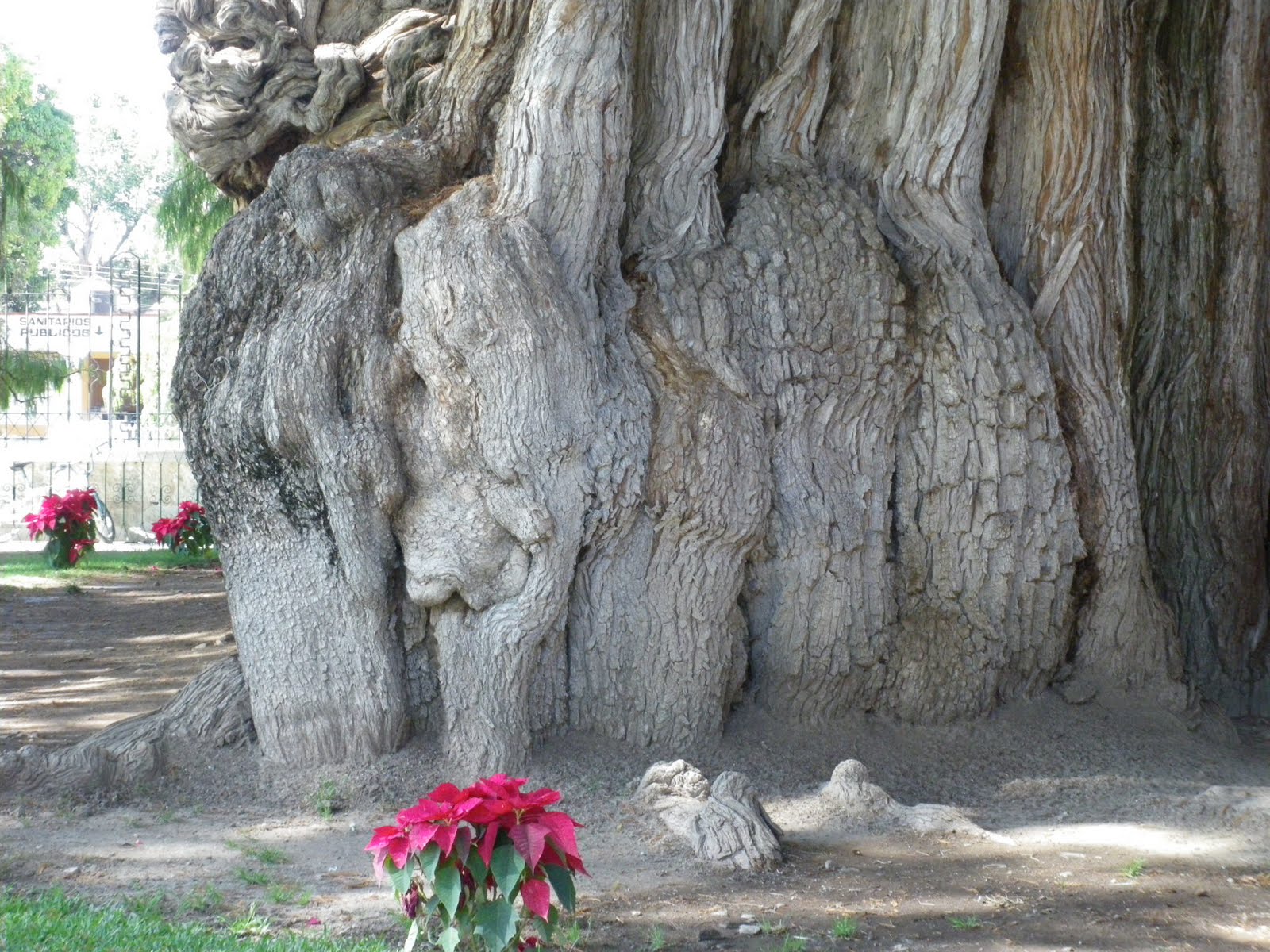 Besos de Árbol: Los originales besos de Augusto