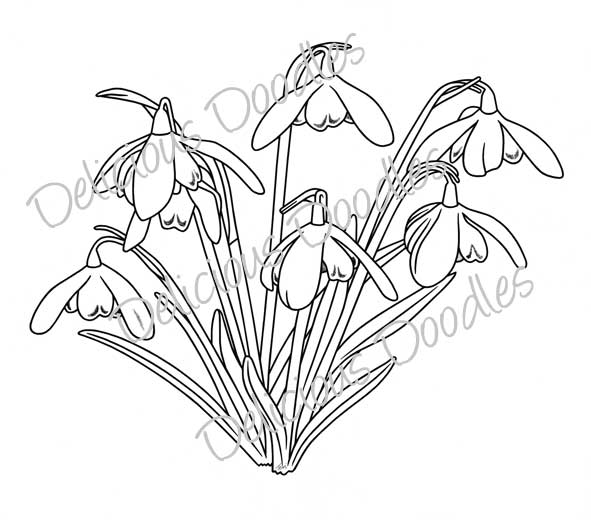 Snowdrops Flower Of The Coloring Pages