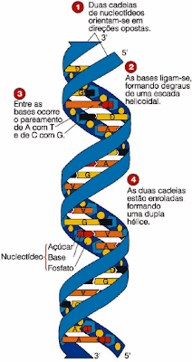 Universo Incrível: Estrutura e composição do DNA
