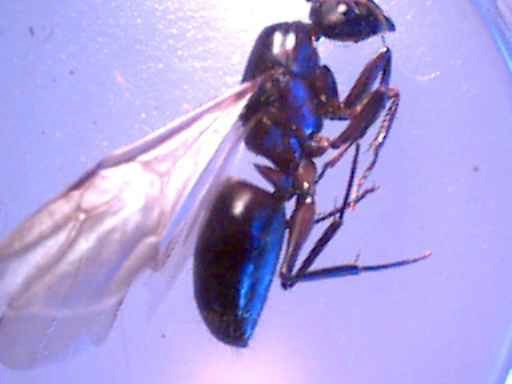 Jon Baiocchi Fly Fishing News: Carpenter Ants Have Emerged!!!