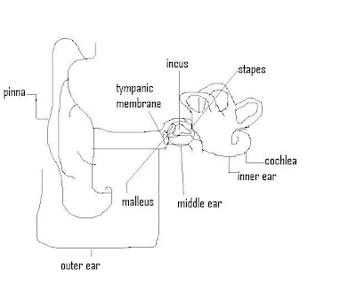 Stevens Anatomy: Basic Ear Worksheet
