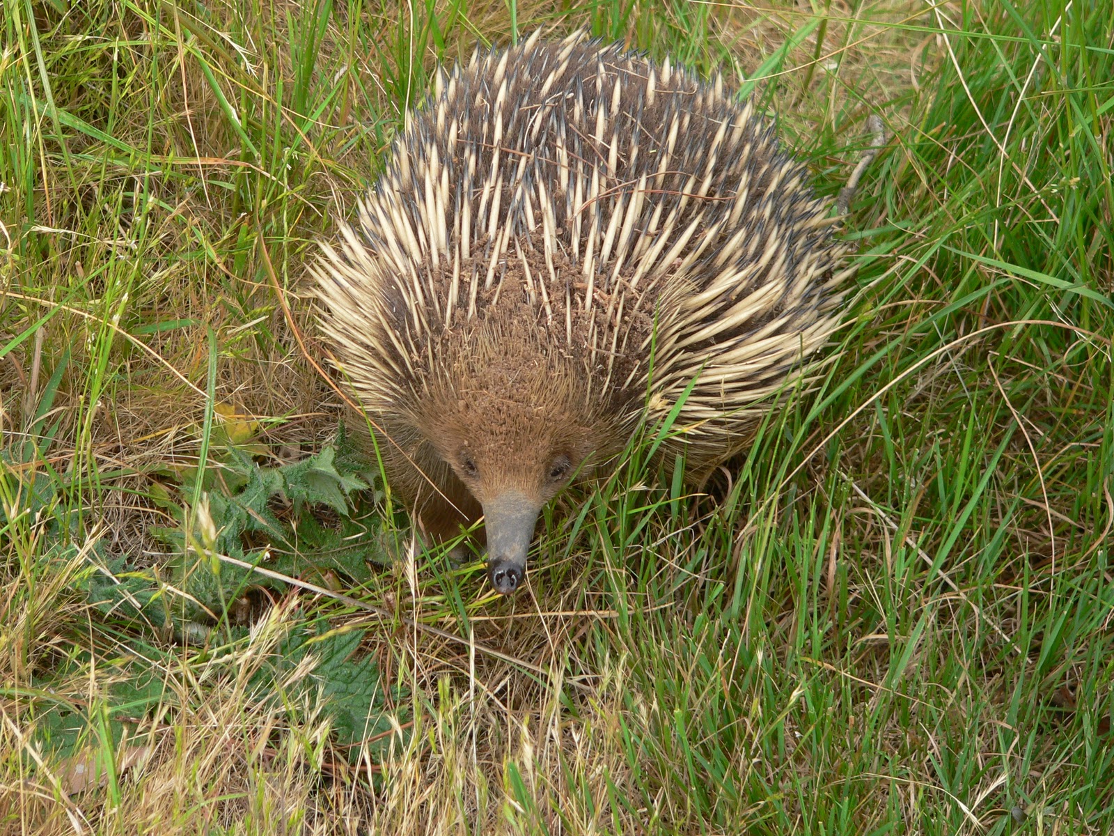 Animal Kingdom: Visitors