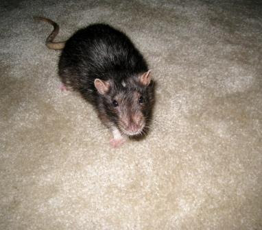 Pretty*Pink*Rat: September 2009