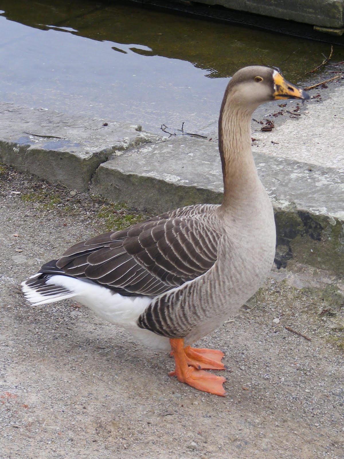 a hydra's cryptic ramblings: More hybrid geese: various Canada x ...