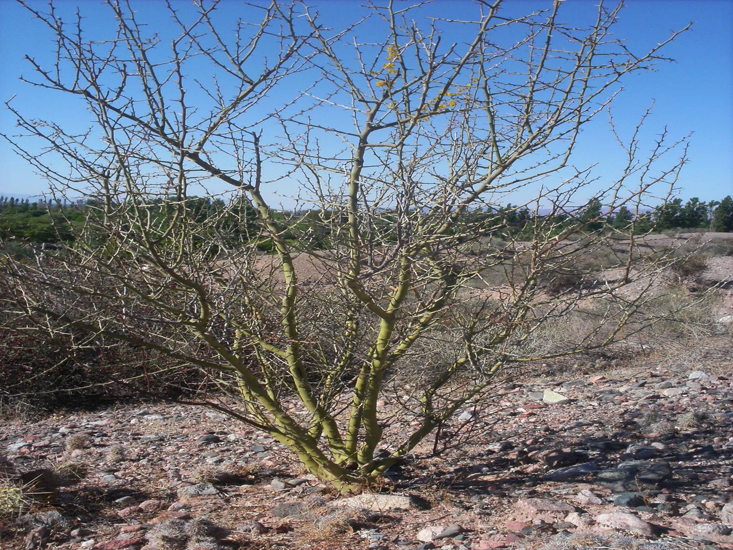 PLANTAS NATURALES NATIVAS: Brea