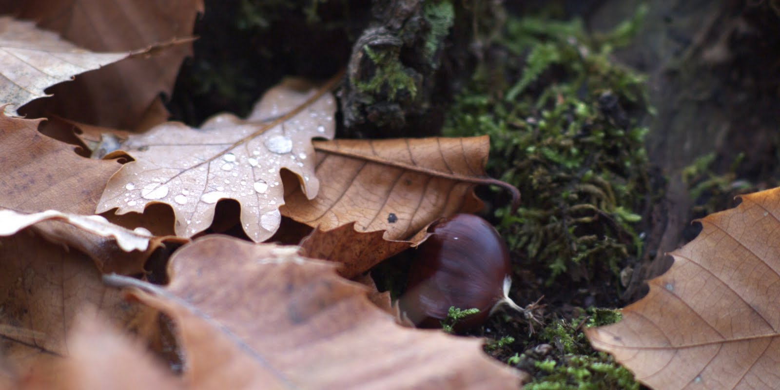 Chuck Fryberger Films: The Italian Job