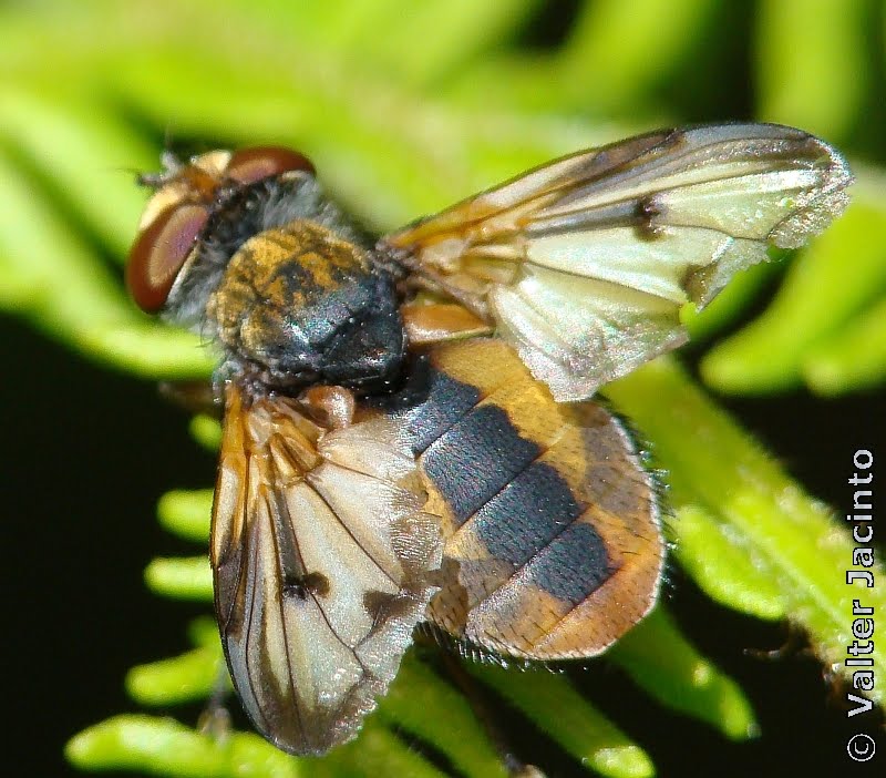 Biologia dos Insetos: Diptera