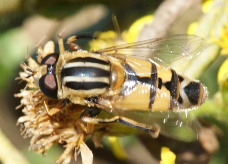 Biologia dos Insetos: Diptera