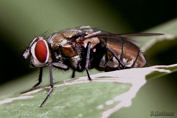 Biologia dos Insetos: Diptera