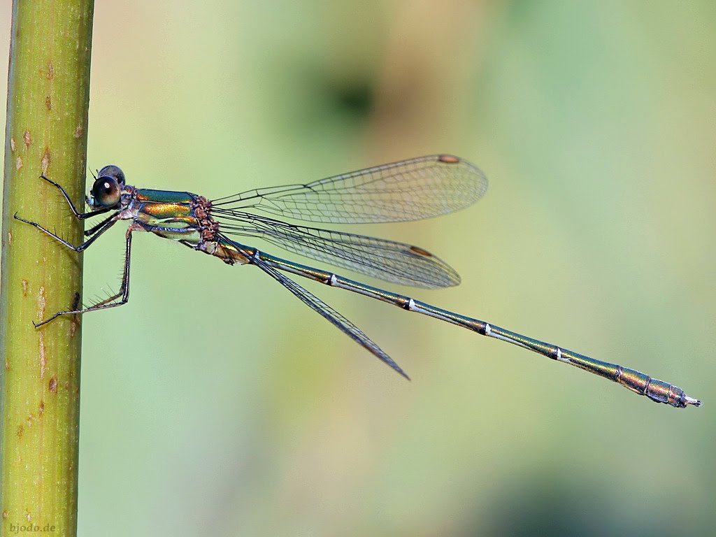 Biologia dos Insetos: Odonata