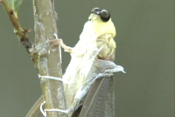 Biologia dos Insetos: Ephemeroptera
