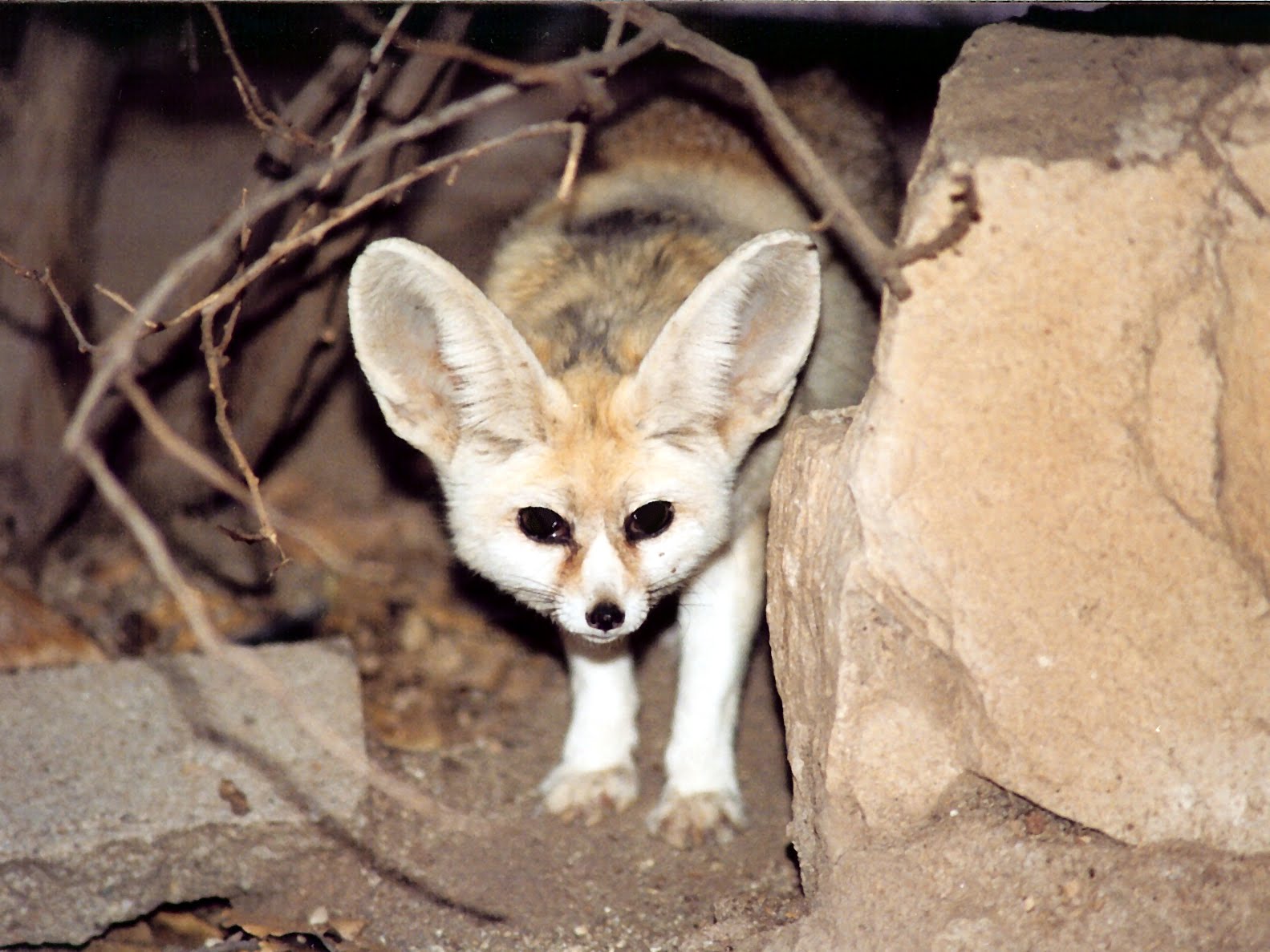 fairyyukiheart: fennec fotos