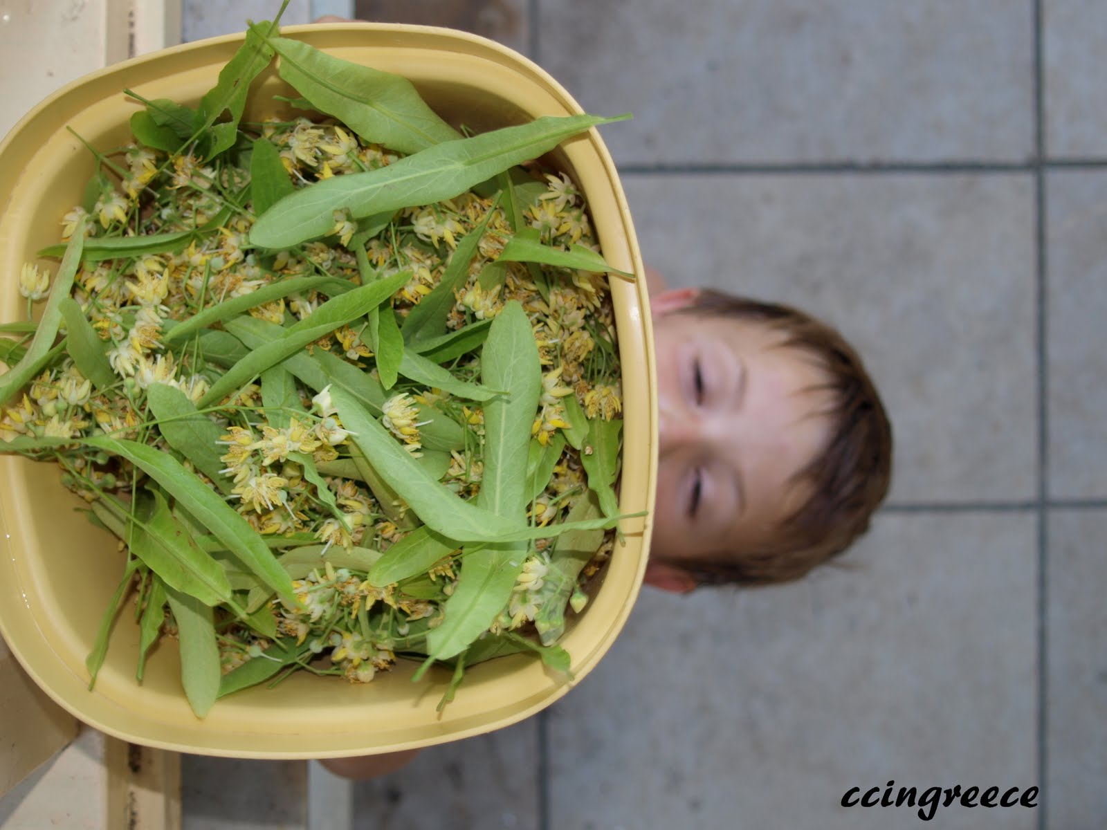 Rice, beans & pastichio...: Flamouri Harvest