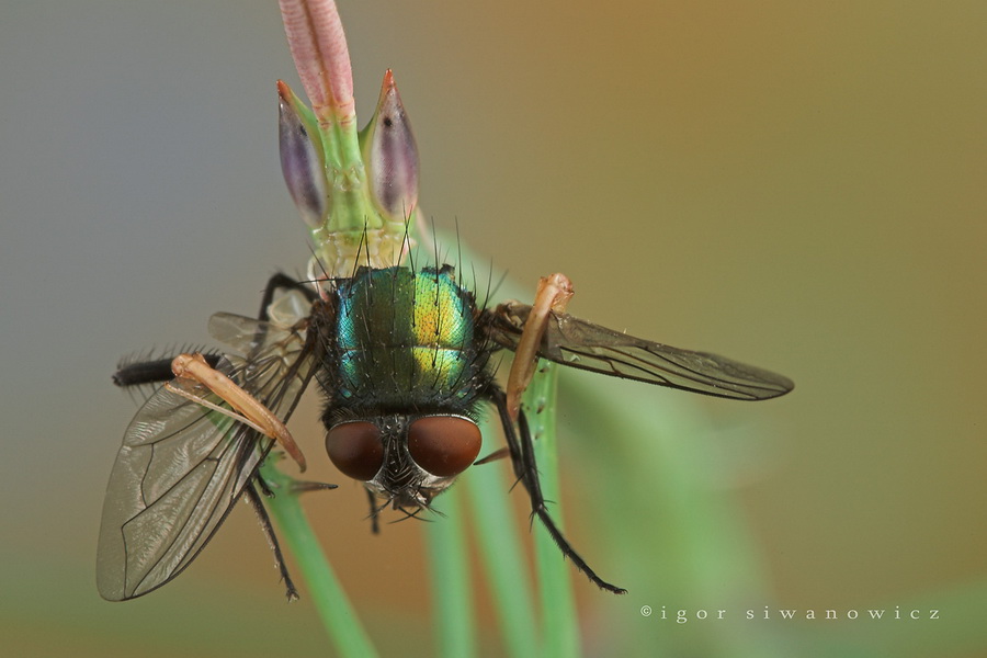 Our Wiki World: Micro Photos by Igor Siwanowicz