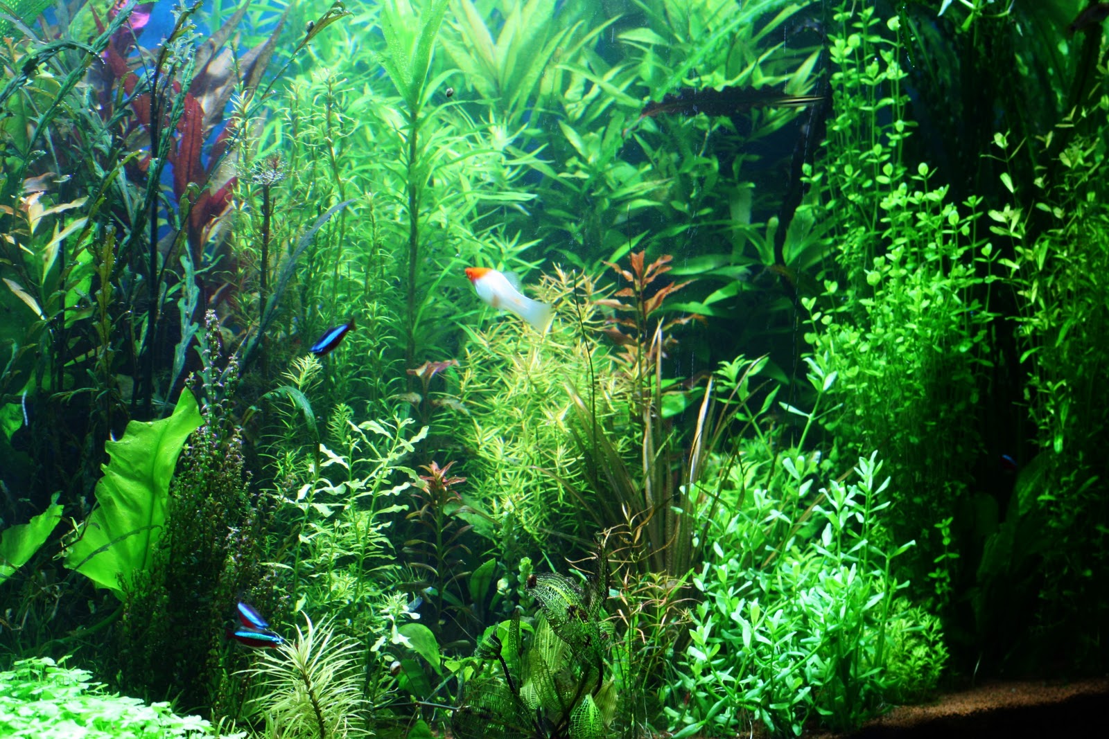 Aquahobbiest: правый борт