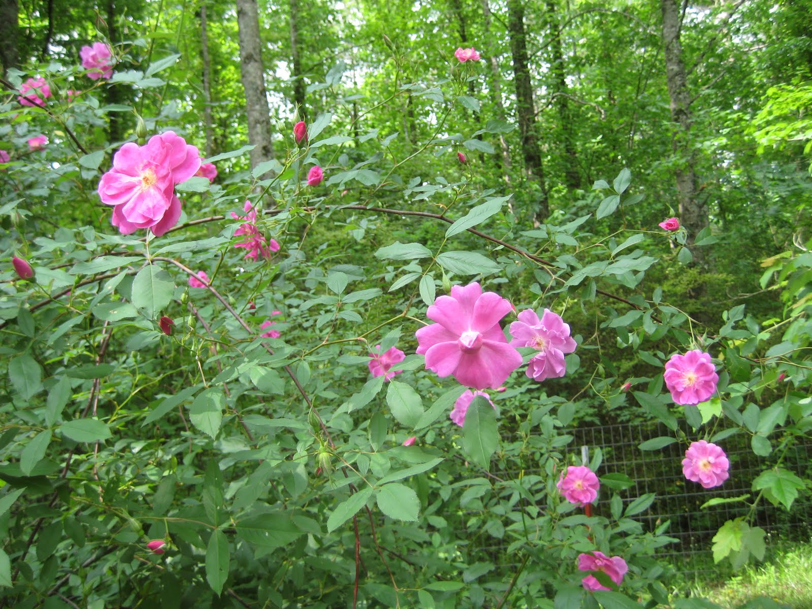 The Haunted Gardens: Swamp Rose