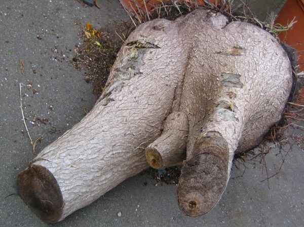 Weird or Interesting??: Obscene Trees!!Weird or Interesting