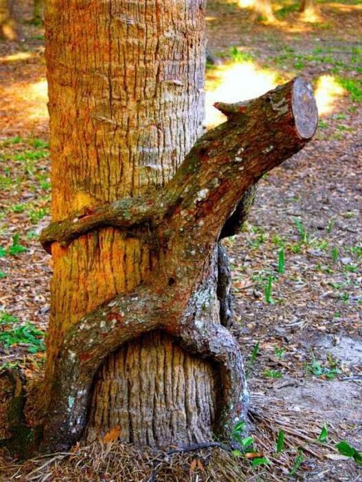 Weird or Interesting??: Obscene Trees!!Weird or Interesting
