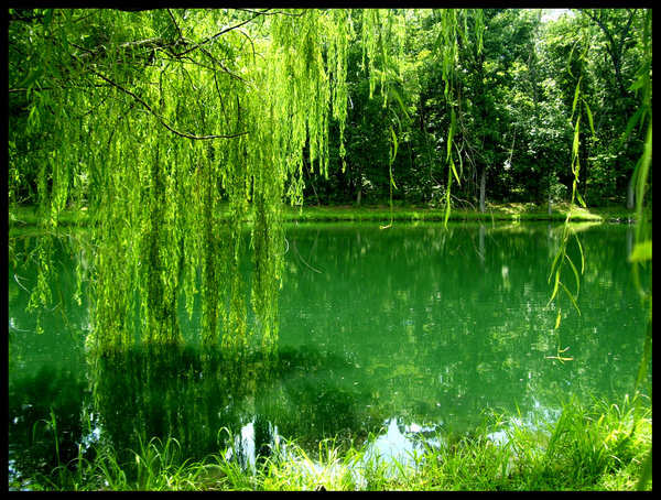 Beautiful Examples of Green Photography