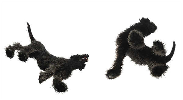 Absolutely Amazing Dog Photos from Tim Flach