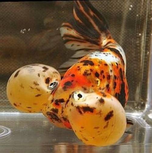 Goldfish With Bulging Eyes