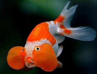 Goldfish With Bulging Eyes