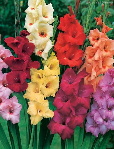 Skillin's Garden Log: Gladiolas--an Old Time Flower with Bright Bright ...