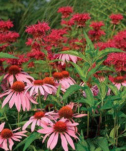 Skillin's Garden Log: Hot Plants! We love Hot Plants! Hotter than the ...